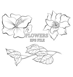 Sketch sakura branch Royalty Free Vector Image