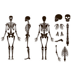 Human body systems Royalty Free Vector Image - VectorStock