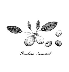 A peanuts plant on white background Royalty Free Vector