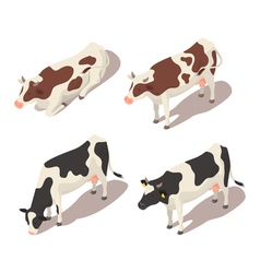 Isometric dairy cattle set cows collection Vector Image
