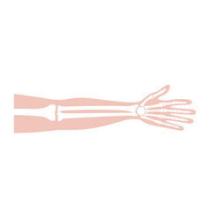 Human male arm left side Royalty Free Vector Image