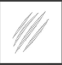 Find your wild - slogan with claw scratch Vector Image