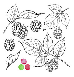 Hand drawn doodle blackberry or raspberry Vector Image