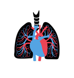 Blood flow in human circulatory system Royalty Free Vector