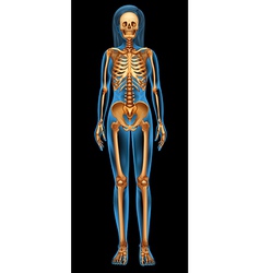 Skeletal system Royalty Free Vector Image - VectorStock