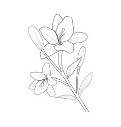 Lily flower drawing simple easy lili draw Vector Image