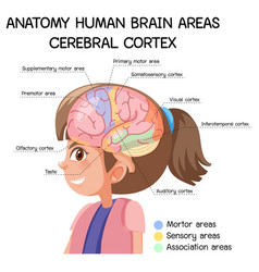 Brain anatomy color scheme Royalty Free Vector Image