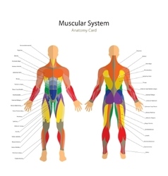 Muscle anatomy Royalty Free Vector Image - VectorStock