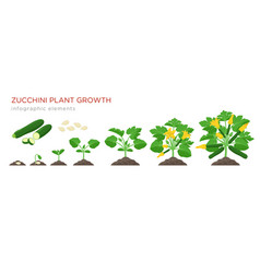 Growth plant typography concept Royalty Free Vector Image