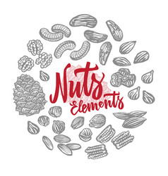 Healthy food concept with different nuts Vector Image