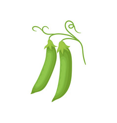 Green peas in a pod Royalty Free Vector Image - VectorStock