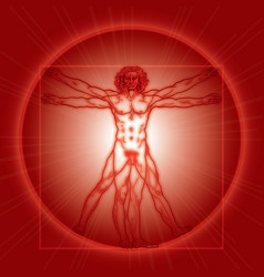The Vitruvian man Royalty Free Vector Image - VectorStock