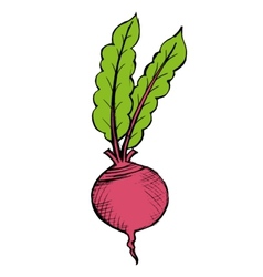 Beet character Royalty Free Vector Image - VectorStock