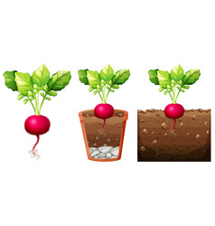 Red radish with roots underground Royalty Free Vector Image