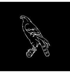 Stencil hawk Royalty Free Vector Image - VectorStock