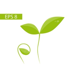 Different stages growing young plant botanical Vector Image