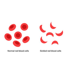 Blood cells set Royalty Free Vector Image - VectorStock
