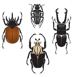 Beetles Royalty Free Vector Image - VectorStock