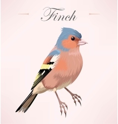 Finch bird set Royalty Free Vector Image - VectorStock
