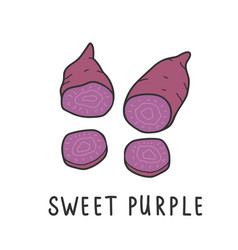 Yacon Royalty Free Vector Image - VectorStock