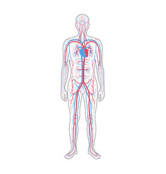 Diagram of girl with circulatory system Royalty Free Vector