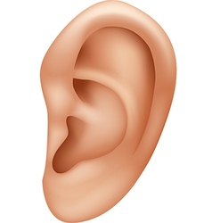 Human ear Royalty Free Vector Image - VectorStock