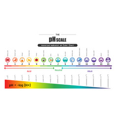 Ph scale universal indicator color chart Vector Image
