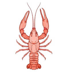 Crawfish vector by AlexBannykh - Image #780448 - VectorStock