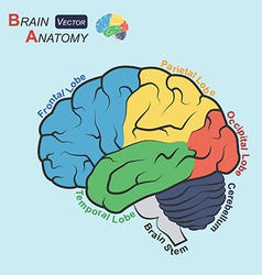 Brain anatomy color scheme Royalty Free Vector Image