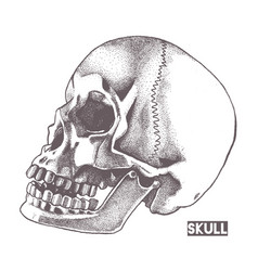 Skull Drawing line work Royalty Free Vector Image