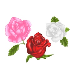 Red rose flower top view isolated on white Vector Image