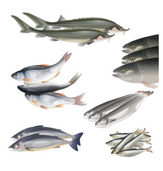 Realistic salmon set Royalty Free Vector Image