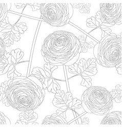 Flower adonis contours Royalty Free Vector Image