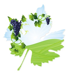 Grapes vine isolated on white growing Royalty Free Vector