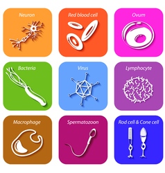 Intestinal cell system human medical anatomy Vector Image