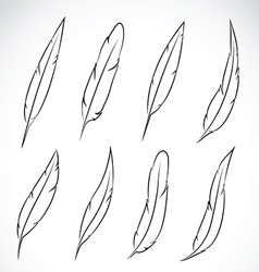 Group of feather on white background Royalty Free Vector