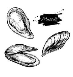 Mussels in shell isolated of seafood Royalty Free Vector