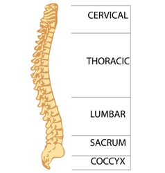 Spine icon skeletal orthopedic and spinal Vector Image
