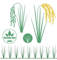 Rice growth plant crop growing cycle sketch life Vector Image