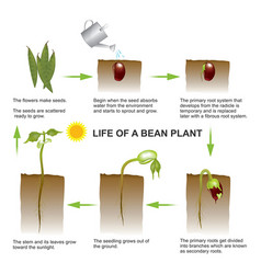 Diagram showing bean life cycle Royalty Free Vector Image