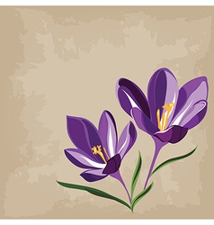 Bouquet of flowers crocus on white background Vector Image