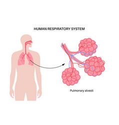 Human respiratory system inhalation and exhalation