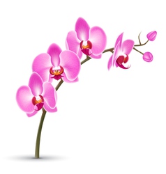 Orchid Royalty Free Vector Image - VectorStock