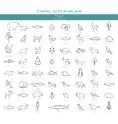 Taiga biome boreal snow forest terrestrial Vector Image