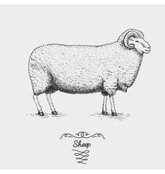 Scared sheep Royalty Free Vector Image - VectorStock