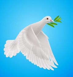 Fly dove Royalty Free Vector Image - VectorStock