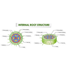 Diagram showing root cell plant isolated Vector Image