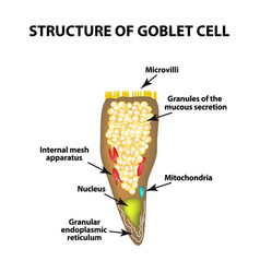 Scientific medical muscle cells Royalty Free Vector Image