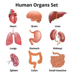 Realistic sick human organs set anatomy Royalty Free Vector