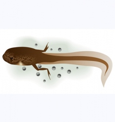 Young frog tadpole composition Royalty Free Vector Image